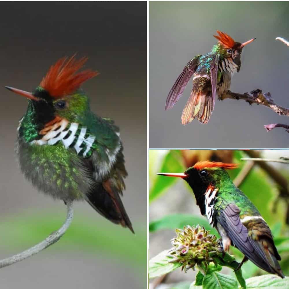 Discover the Extraordinary Beauty of the Frilled Coquette, One of ...