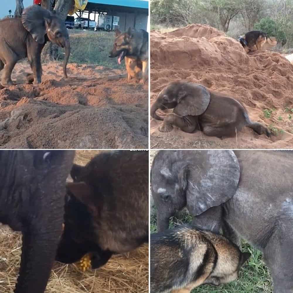 Heartwarming Bond Forms Between Orphaned Baby Elephant and His Canine ...