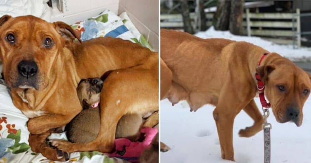 Celeste's Journey: A Mother's Love Against All Odds