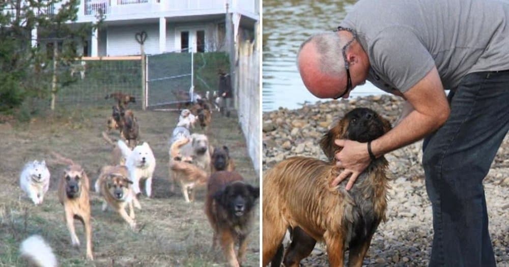 A Heartwarming Sanctuary: Dogs Discover Freedom in Their New Home