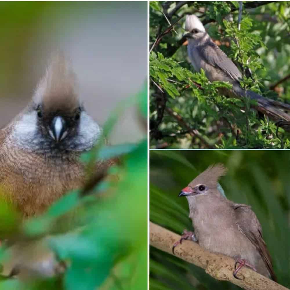 Mousebirds: A Unique Group of African Avian Species