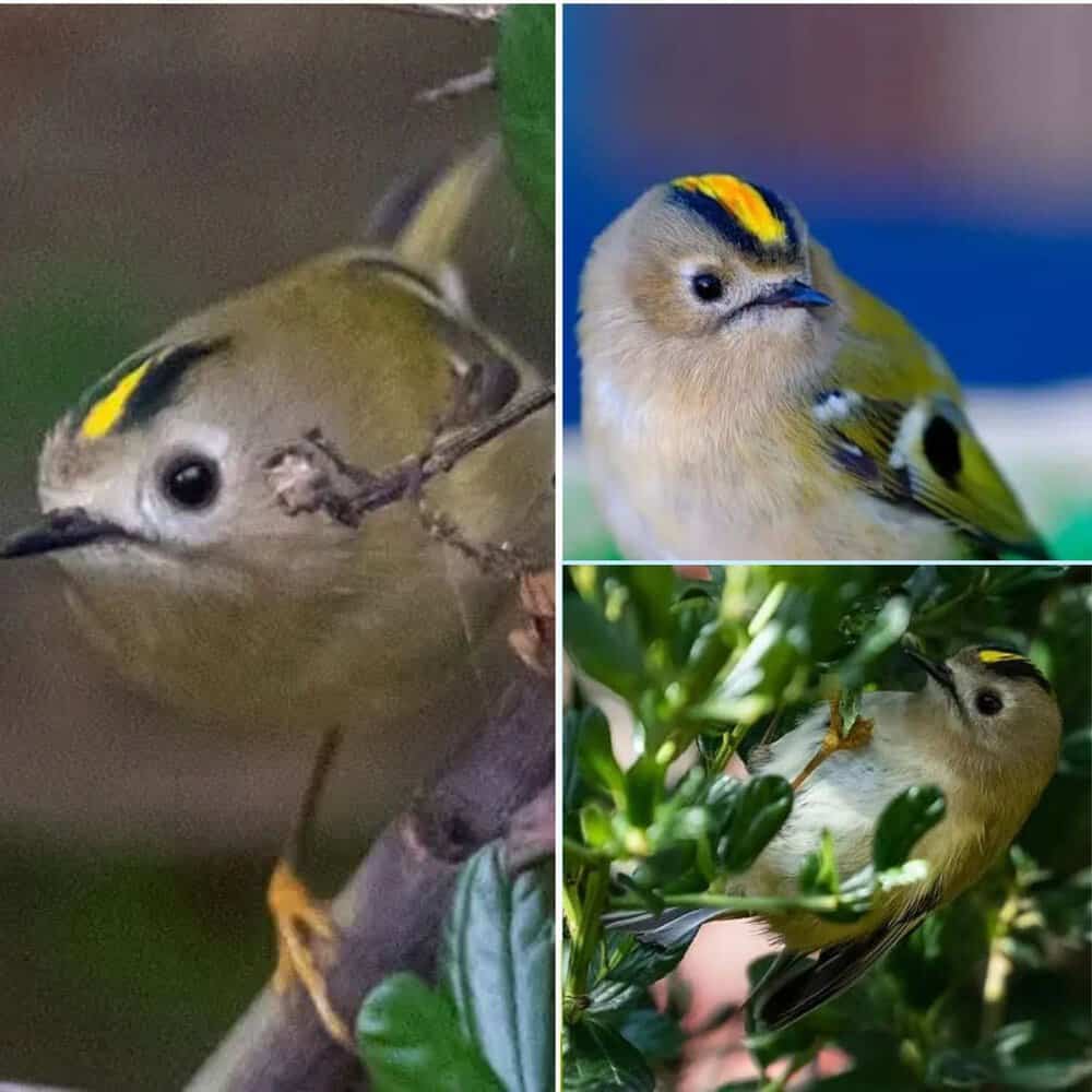 The Goldcrest: Europe's Tiny "King of the Birds"