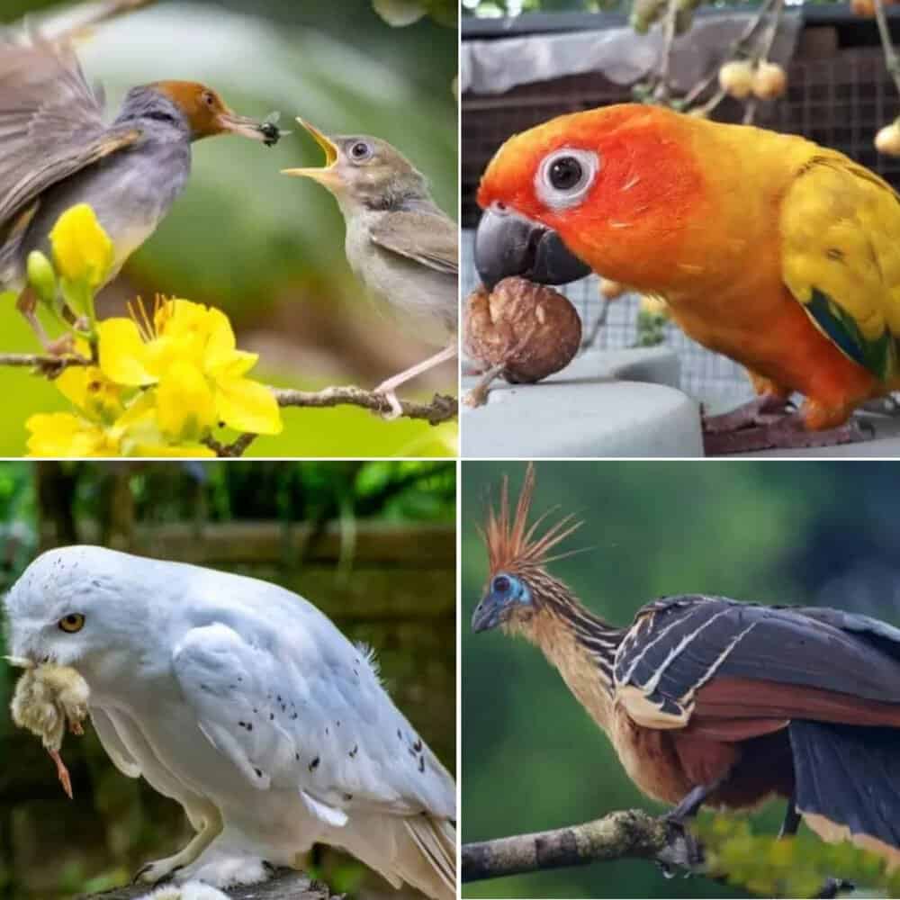 What Do Birds Eat? A Look at Their Conventional and Curious Diets