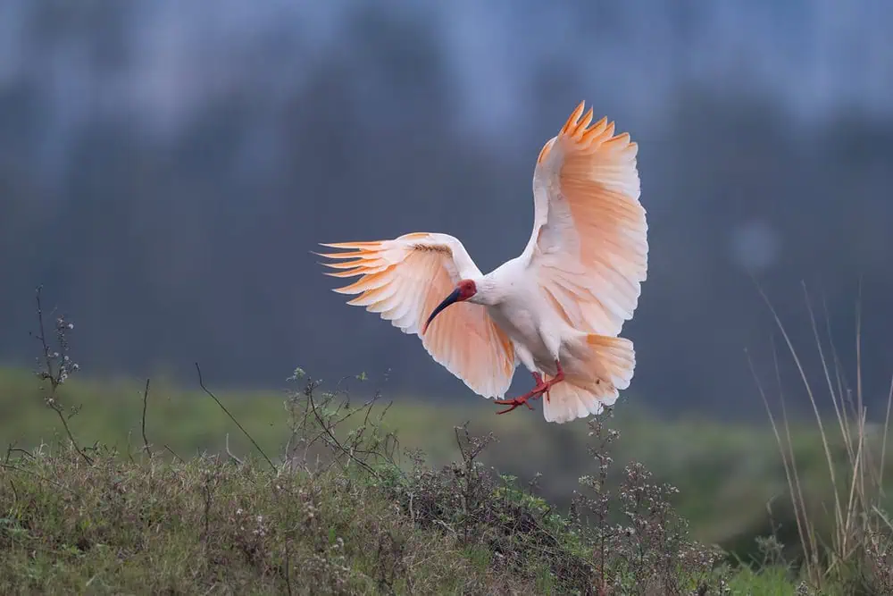 The Crested Ibis: An East Asian Bird on the Brink of Extinction Makes a ...