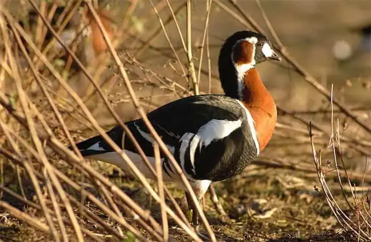 The Red-Breasted Goose: One of the World’s Most Striking Geese