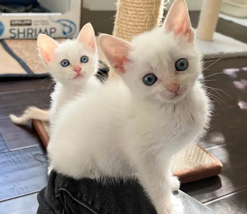 From Orphaned Kittens to Best Friends: The Heartwarming Bond of Three ...