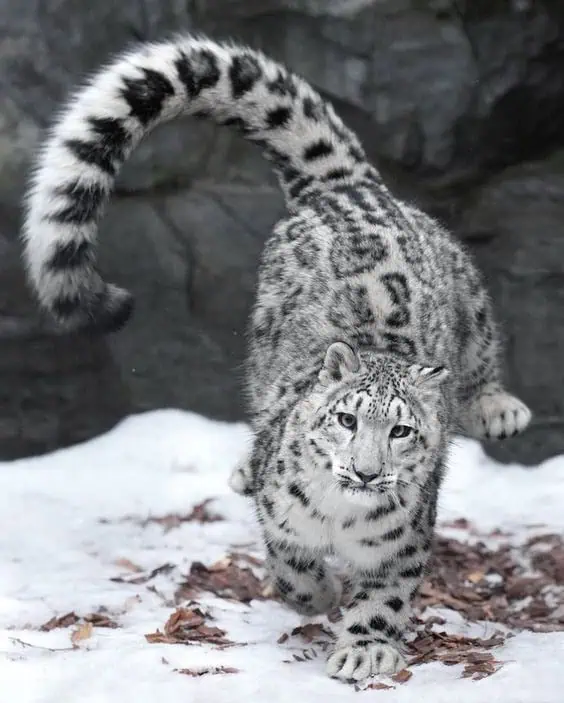 "Discovering the Mysteries of the Snow Leopard: A Rare Himalayan Treasure"