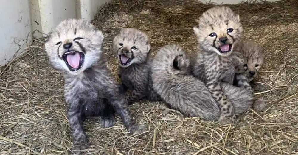 "Meet the Newest Additions to the National Zoo: Adorable Cheetah Cubs!"