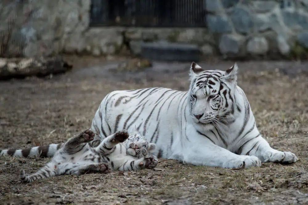 Four Adorable White Tiger Cubs Make Their Debut at Bubalcó Zoo