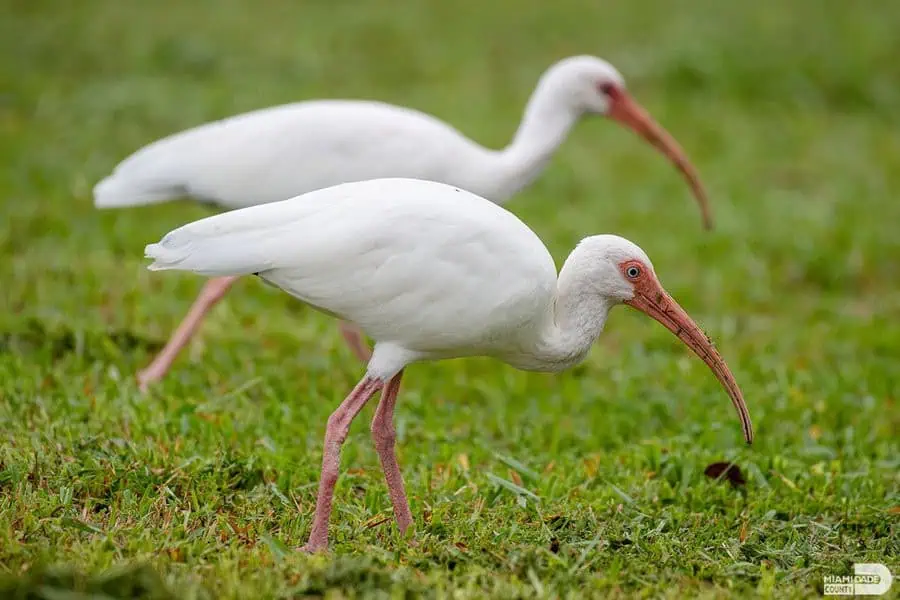 The Crested Ibis: An East Asian Bird on the Brink of Extinction Makes a ...