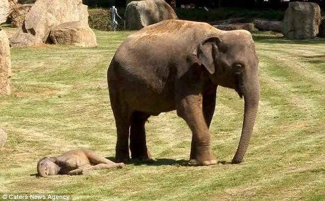 Baby Elephant’s Nap Time Defiance Wows Zoo Visitors