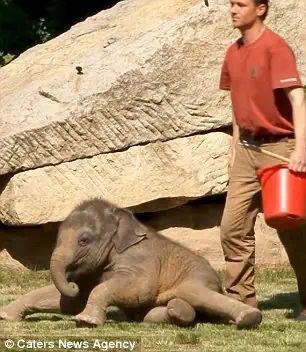 Baby Elephant’s Nap Time Defiance Wows Zoo Visitors