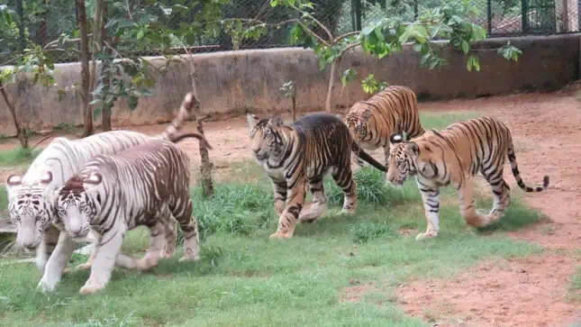 Rare Genetic Trait Discovered in Similipal Tigers