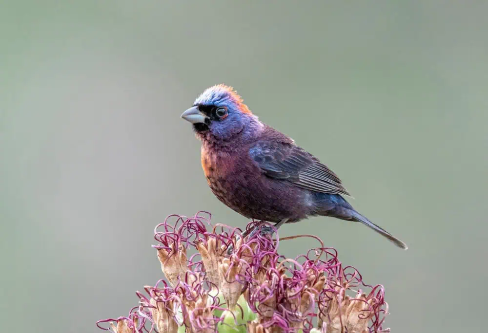 Discover the Brilliant Colors of the Varied Bunting: A Symbol of ...