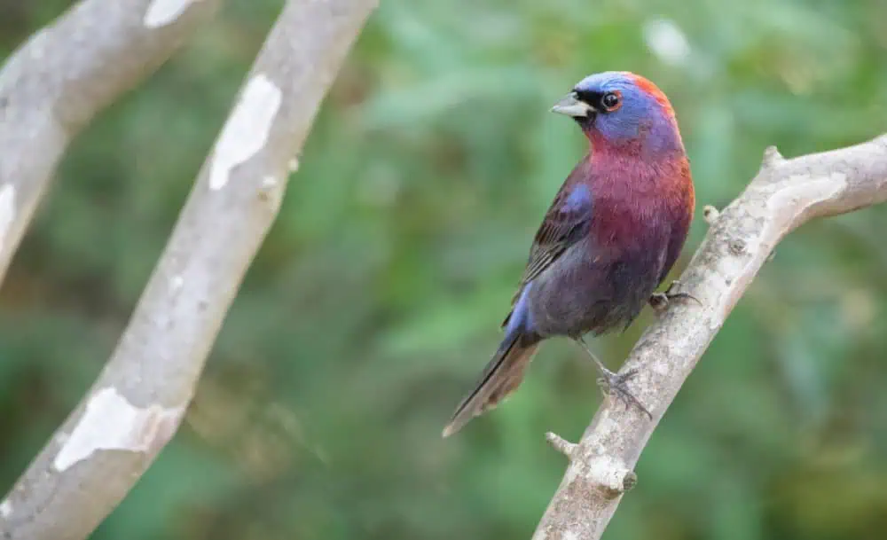 Discover the Brilliant Colors of the Varied Bunting: A Symbol of ...