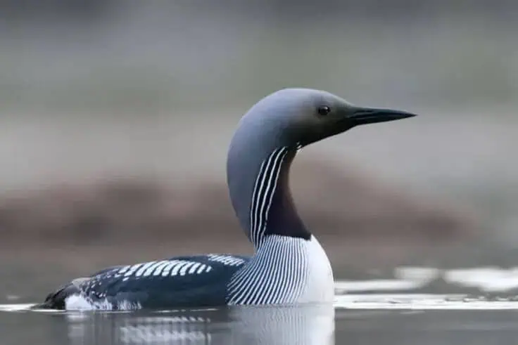 Arctic Loon (Gavia arctica): A Fascinating Waterbird of the North