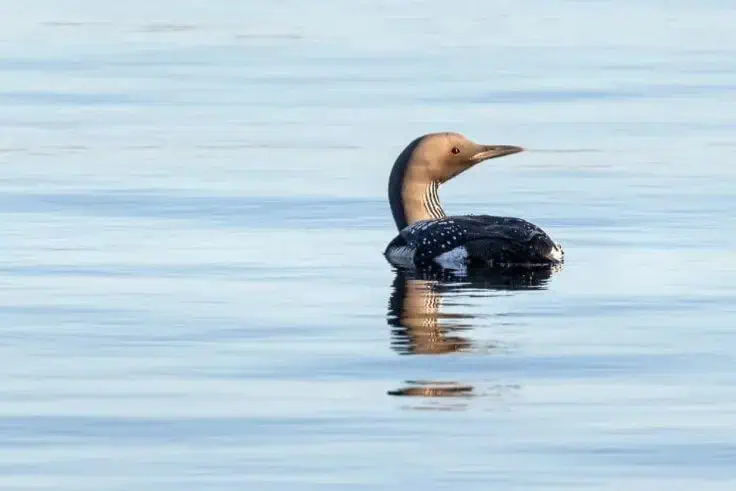 Arctic Loon (Gavia arctica): A Fascinating Waterbird of the North