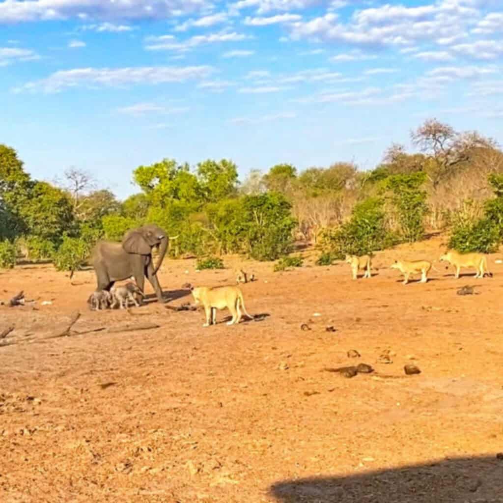 The Strength of Lion Families: Unity and Teamwork in the Wild