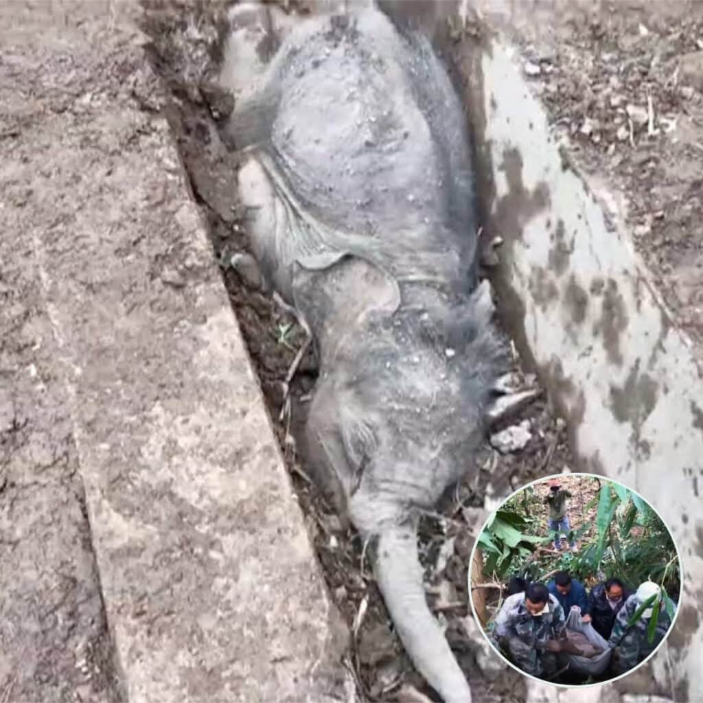 Unwavering Loyalty: Elephant Stays by Injured Friend's Side After ...