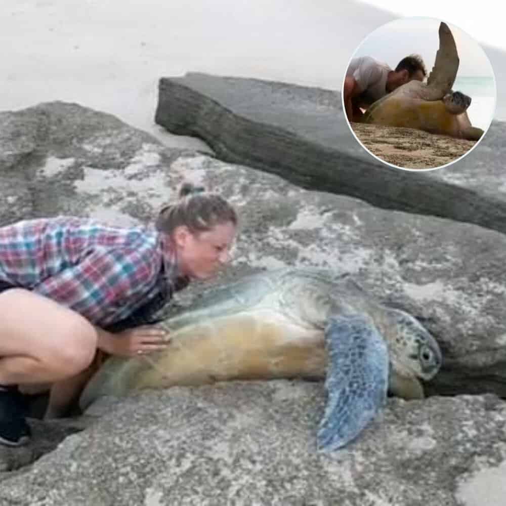 Couple's Heroic Rescue of Trapped Sea Turtle