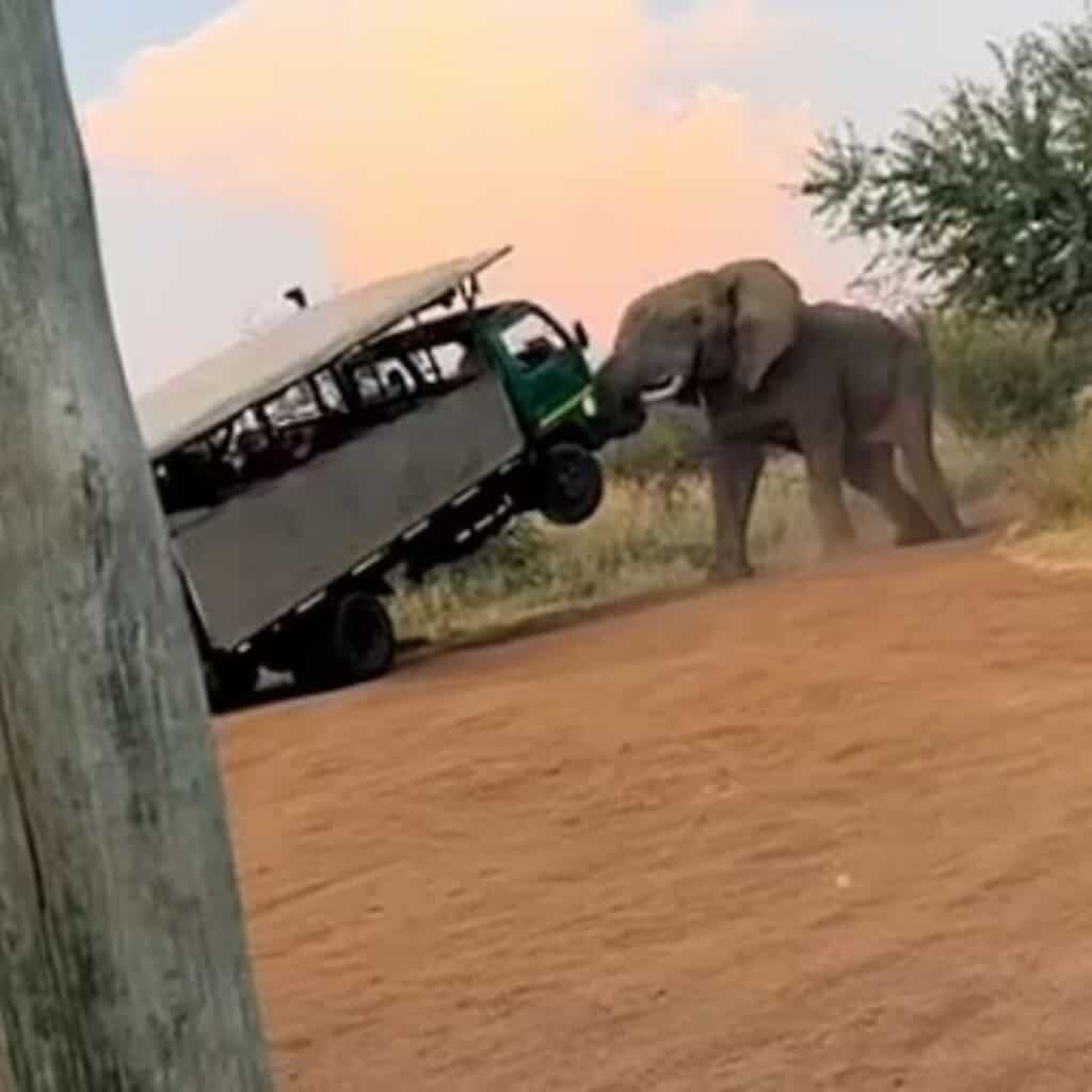 [Video] The Heartwarming Journey of Khanyisa: The Albino Elephant's New ...