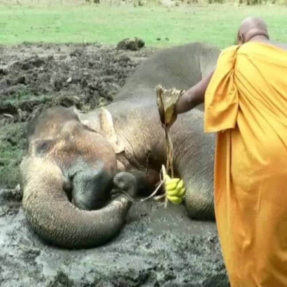 Heartwarming Rescue: Community Saves Injured Elephant from Peril