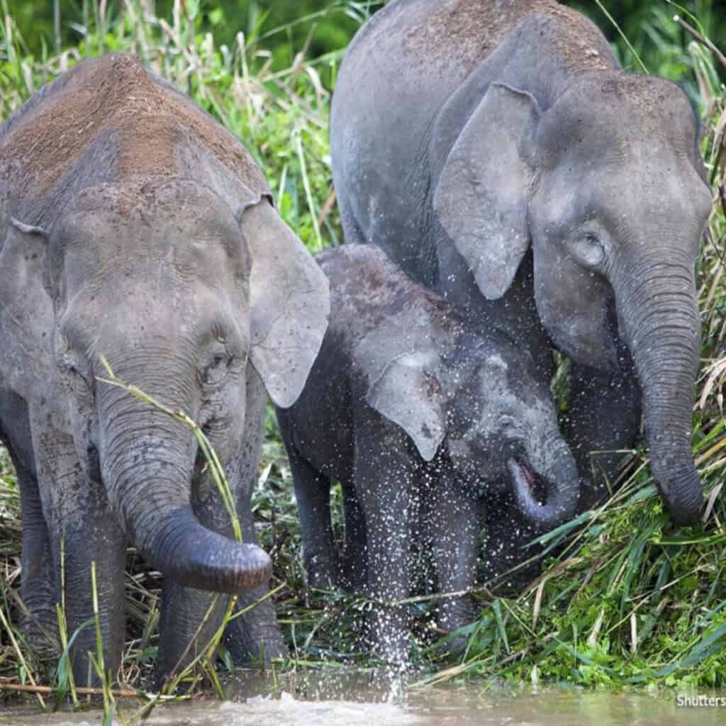 [Video] The Heartwarming Journey of Khanyisa: The Albino Elephant's New ...