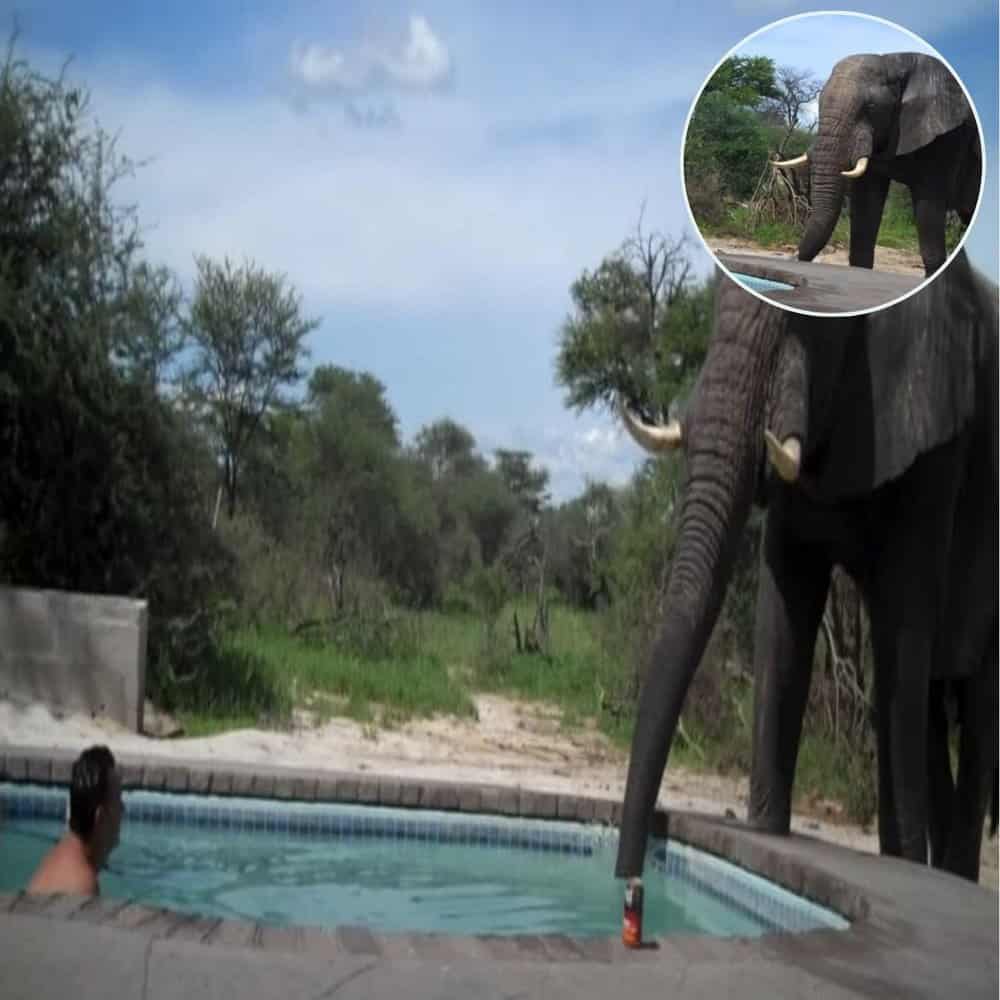 A Surprising Encounter: Family's Day at Elephant Sands Lodge