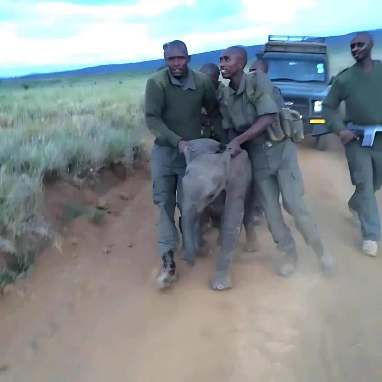 A Heartwarming Rescue in the African Savannah