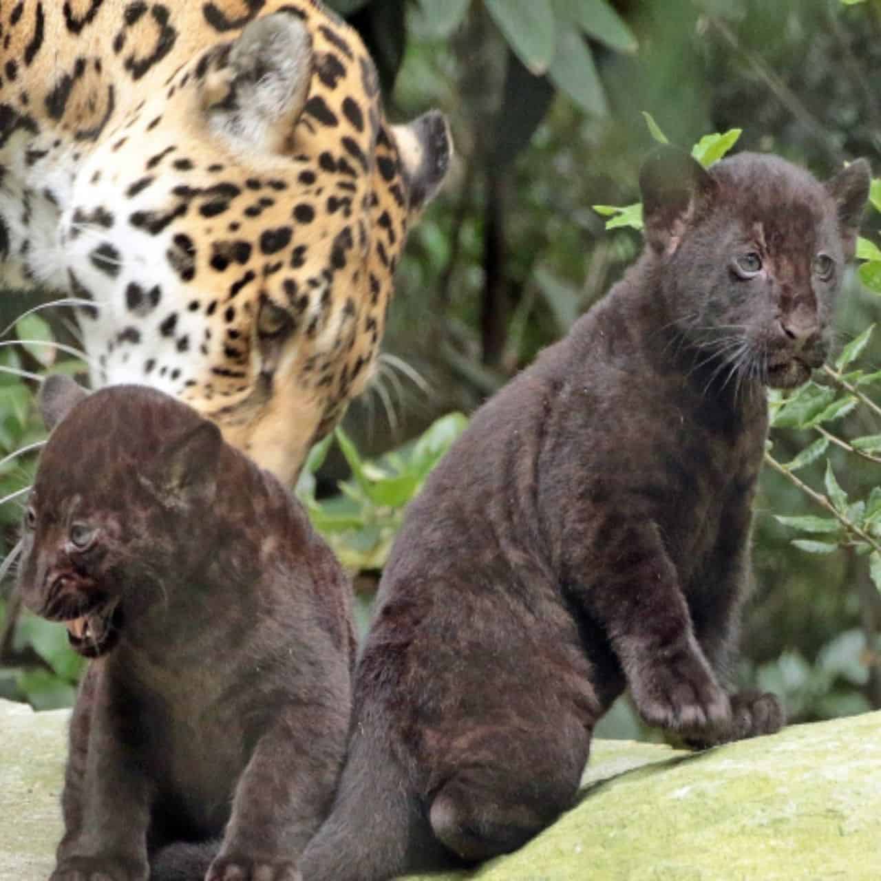 Meet the Adorable Jaguar Cubs Exploring Their New Home!