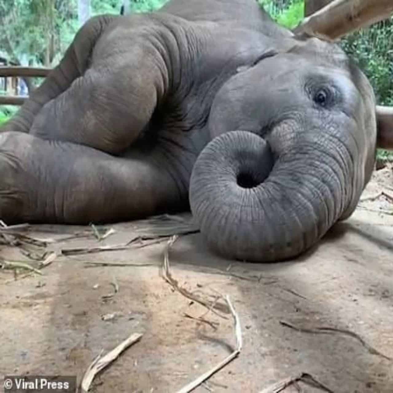Meet Khun-Seuk: The Adorable Baby Elephant with Hilarious Napping Habits