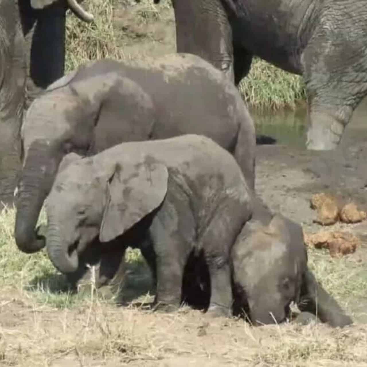 Baby Elephant's Playful Antics Captured in Kruger National Park