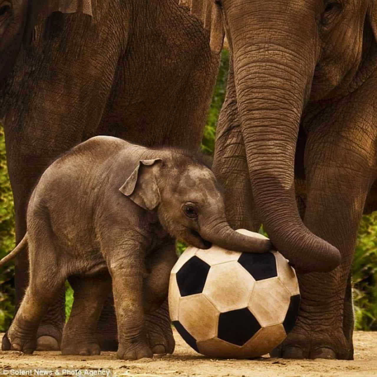 [Video] Luk Chai: The Playful Baby Elephant Stealing Hearts at Taronga Zoo