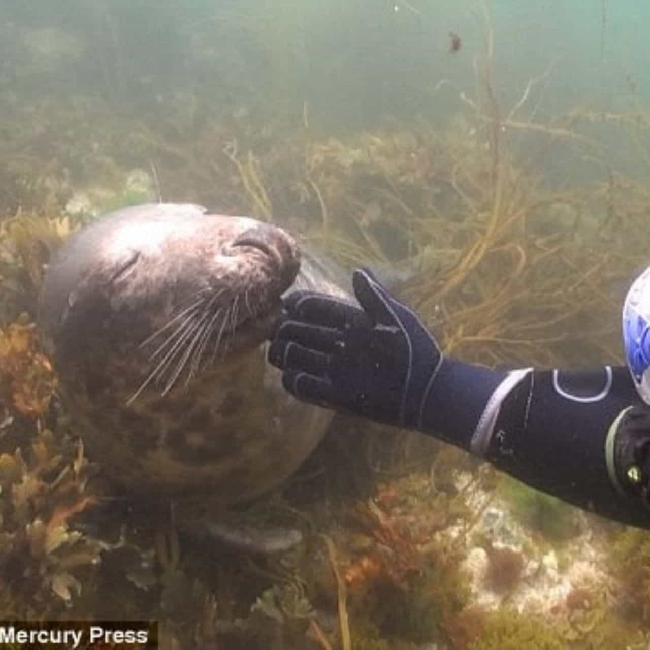 [Video] Underwater Joy: Diver's Heartwarming Encounter with a Playful Seal
