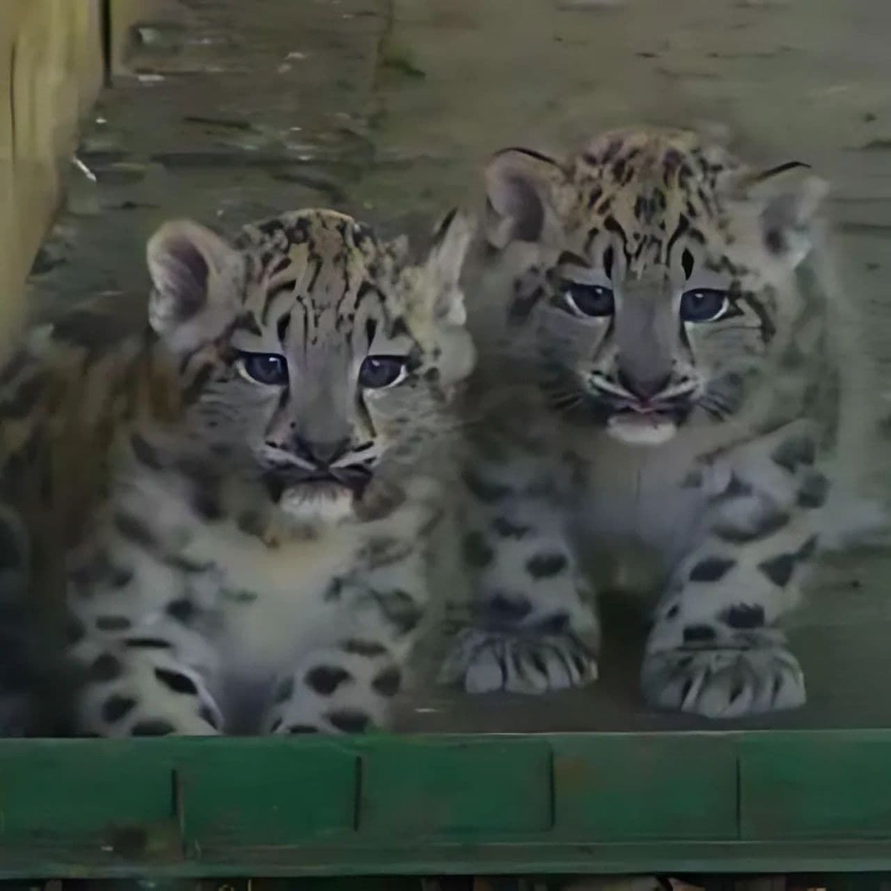 Snow Leopard Cubs Take Their First Steps into the Wild