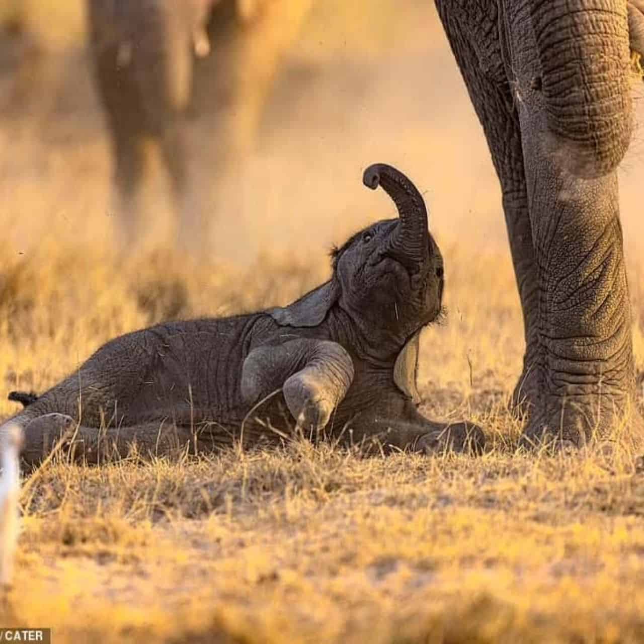 The First Steps of a Baby Elephant: A Heartwarming Journey