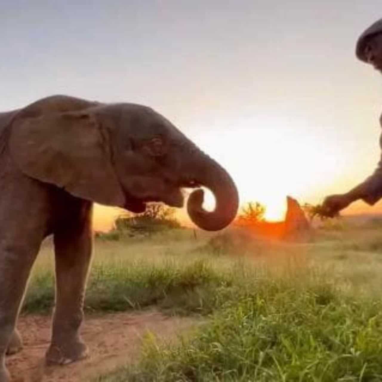 Meet Khanyisa: The Adorable Albino Calf of HERD Sanctuary
