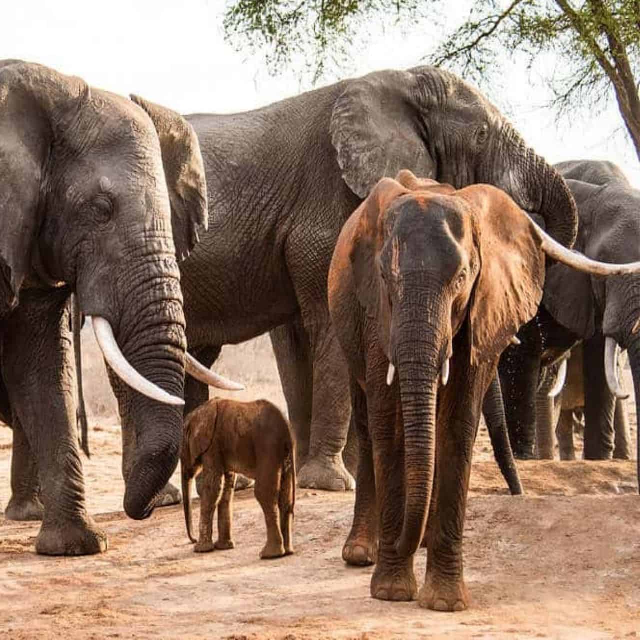 The Hidden Compassion of African Bull Elephants