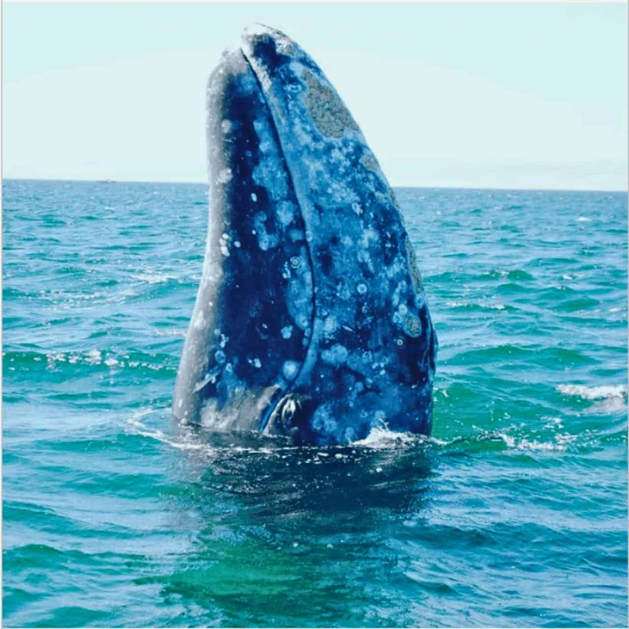 A Unique Bond: Whale Grooming in Baja California