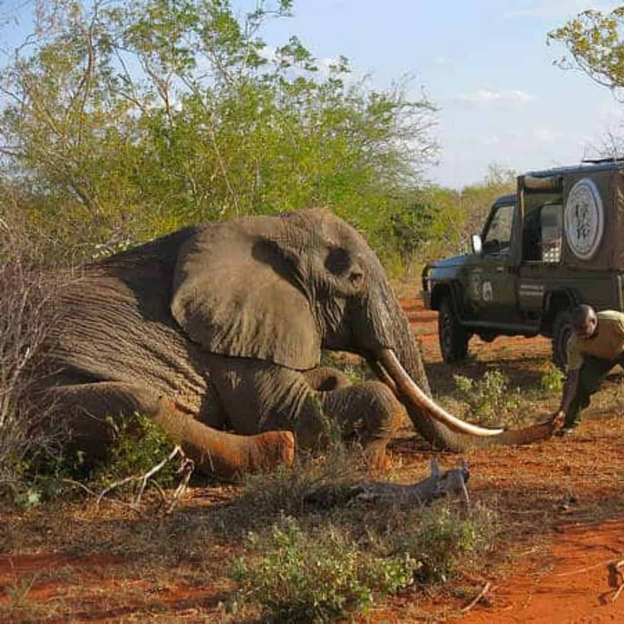 A Brave Rescue: Elephant's Struggle for Survival