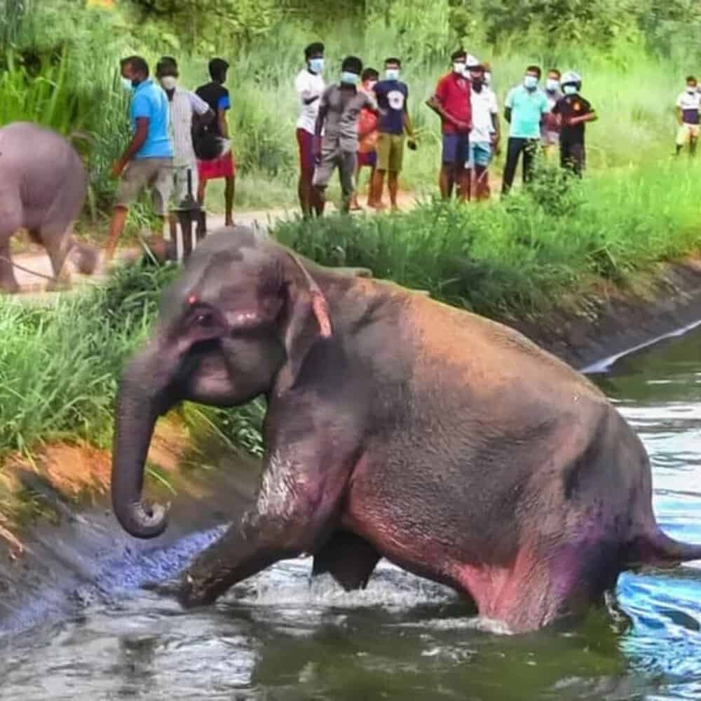 Heartwarming Elephant Rescue: A Family United
