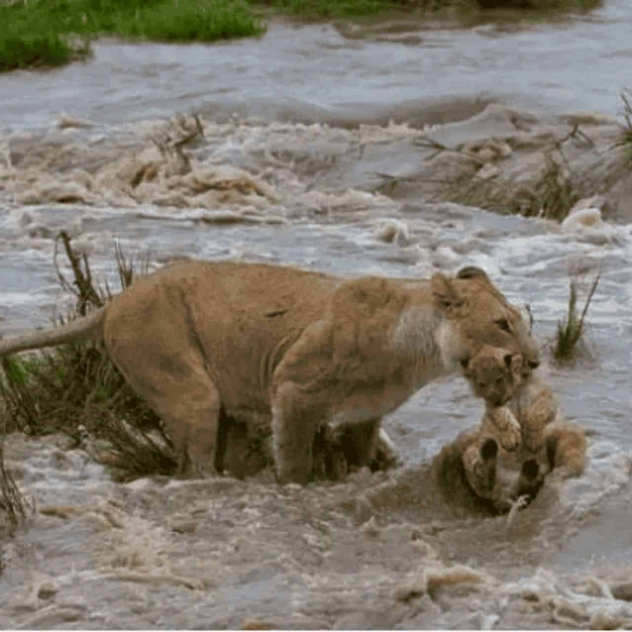 A Lioness's Brave Journey: Guiding Her Cub Across a Raging River