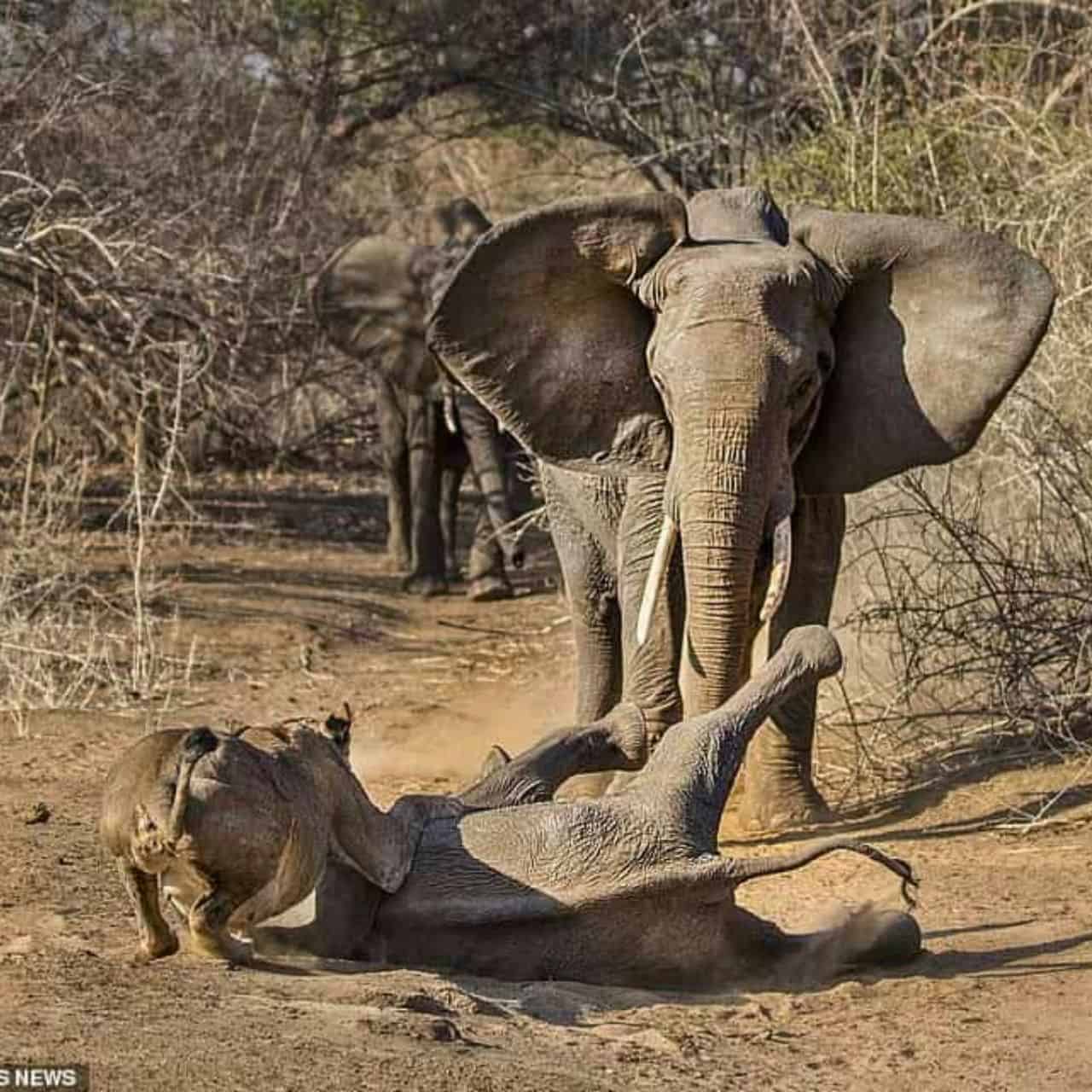 Dramatic Wildlife Encounter: A Mother Elephant's Fierce Protection