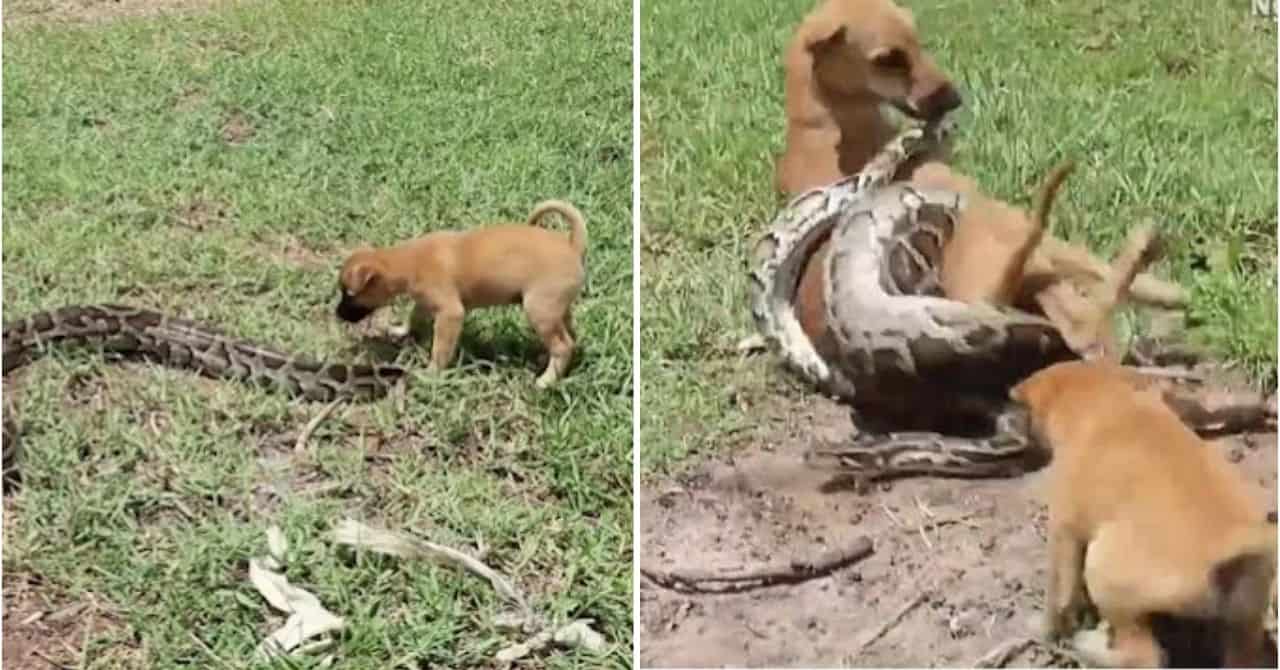 Brave Pup's Cry Sparks a Village Rescue to Save His Mother from a ...