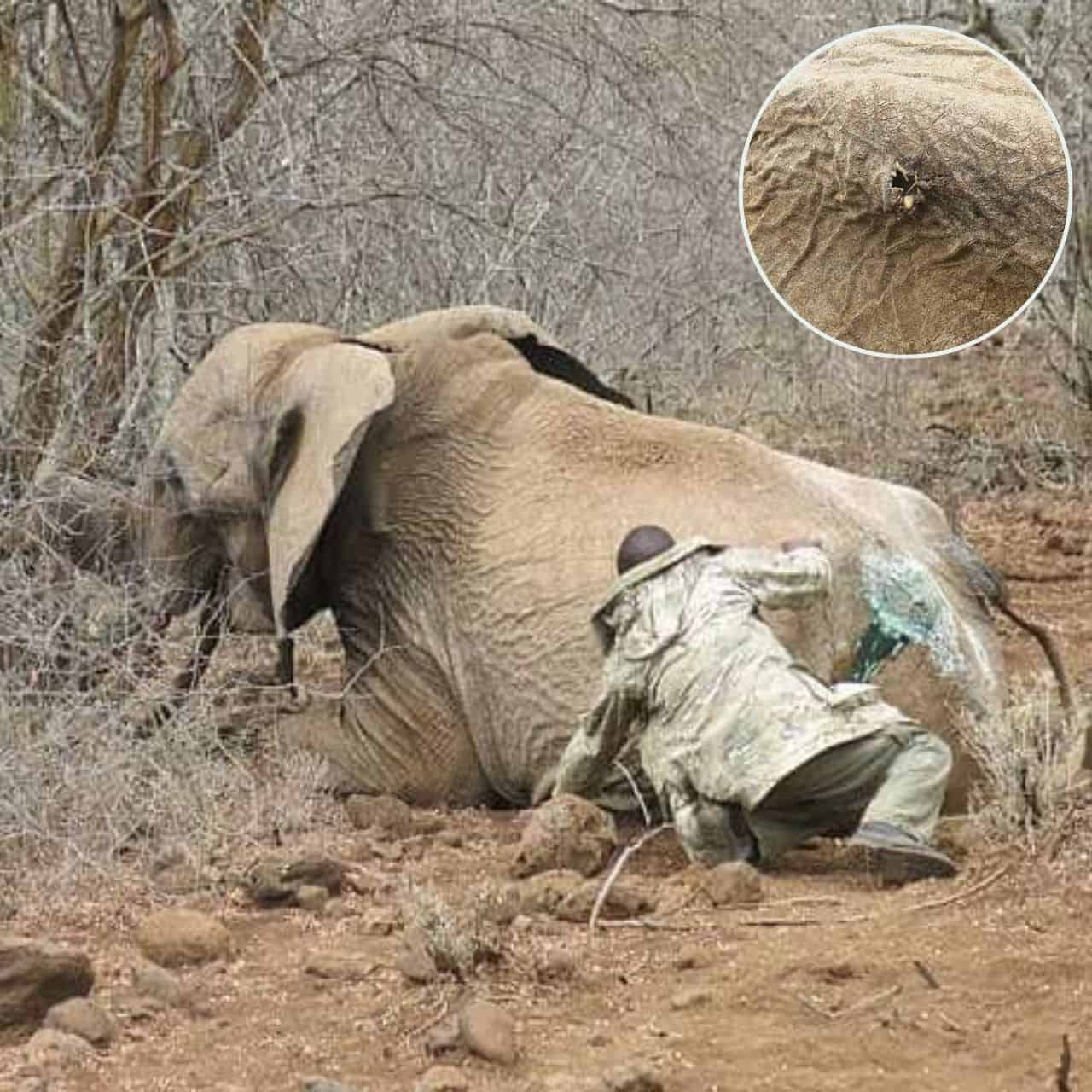 A Heartwarming Rescue: Caring for an Injured Elephant and Her Calf