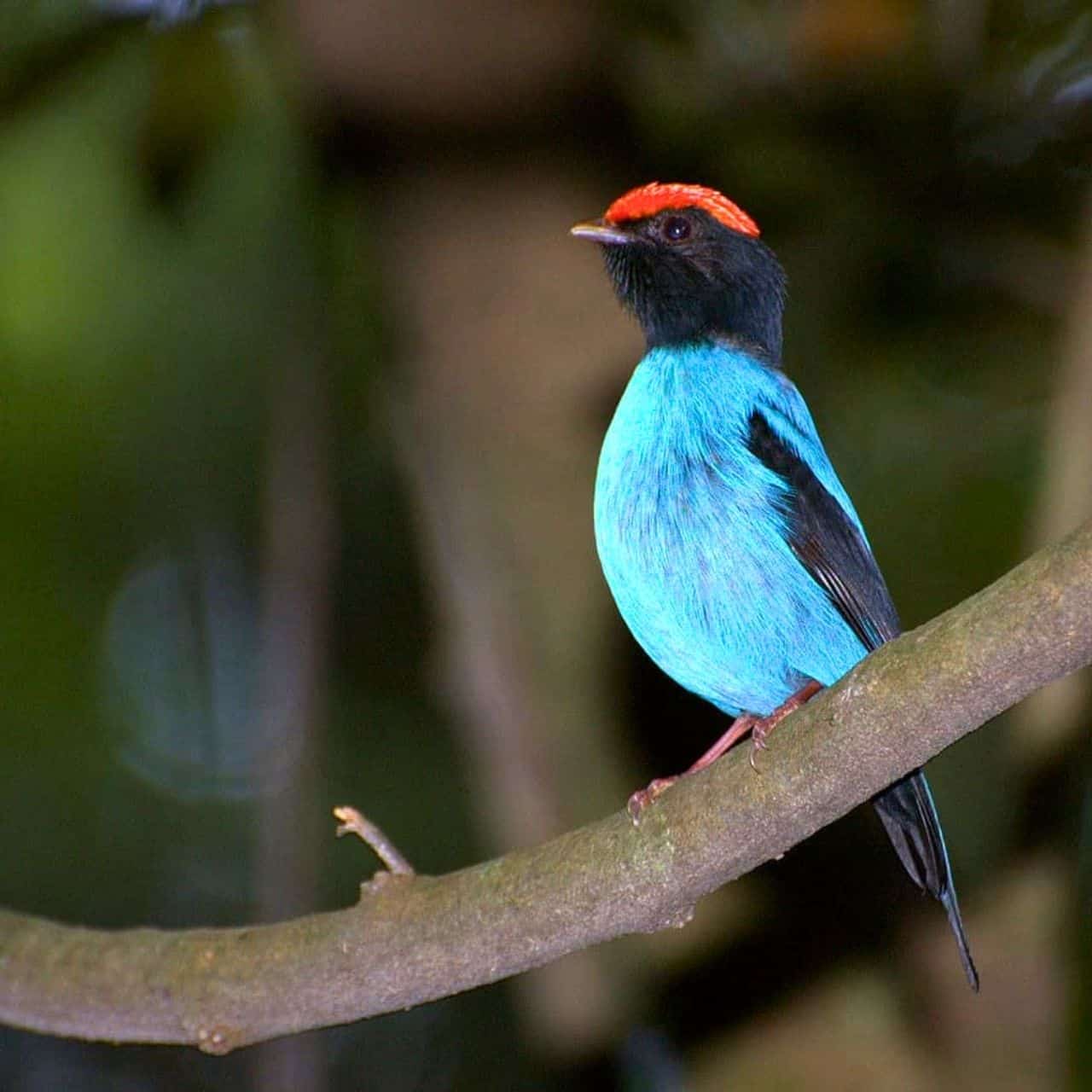 Discovering the Vibrant Blue-Crowned Manakin: A Tropical Gem