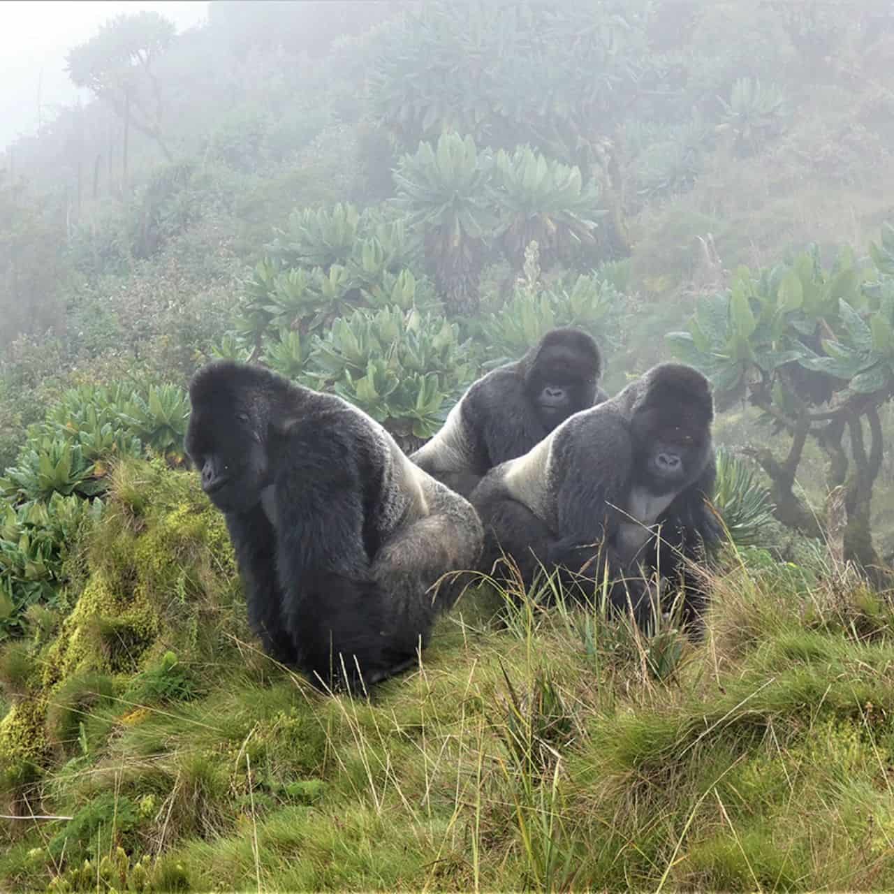 The Heartwarming Tale of Silverback Brothers Protecting Their Gorilla ...