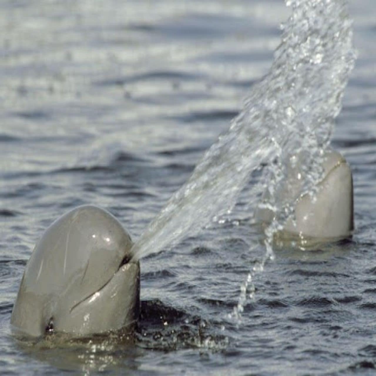 Discovering the Irrawaddy Dolphin: A Hidden Treasure of Borneo’s Waters