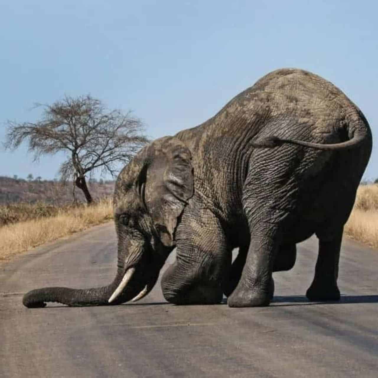 The Playful Side of Elephants: Joy and Camaraderie in the Wild