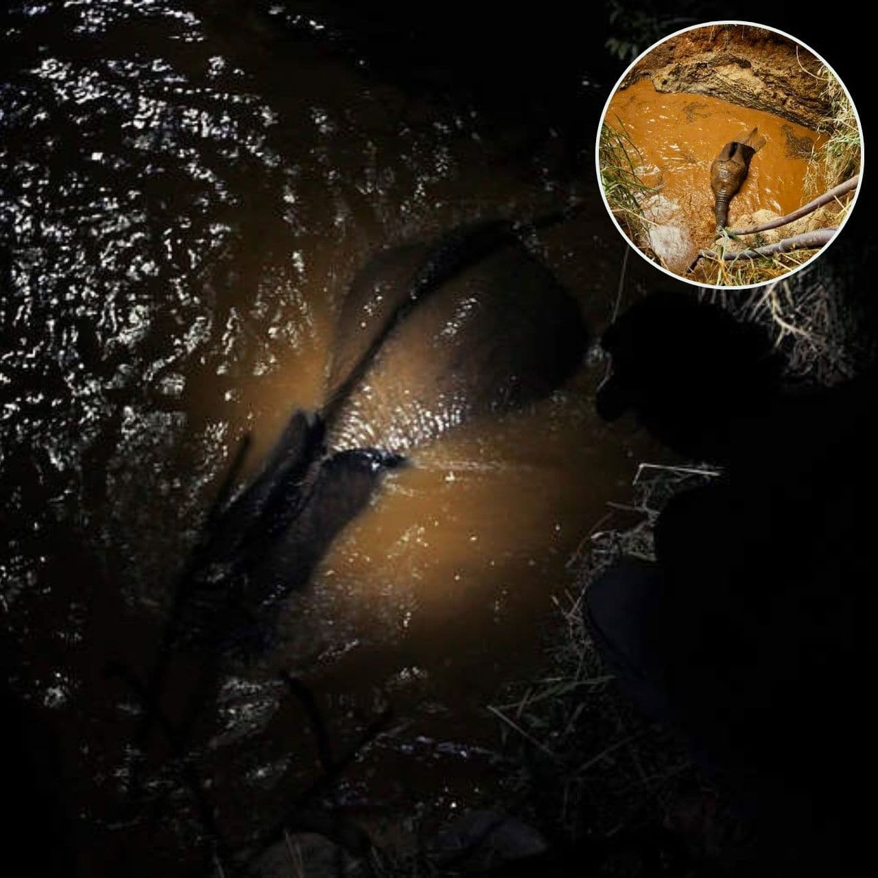 [Video] Heroes Unite to Rescue Elephant from Deep Well